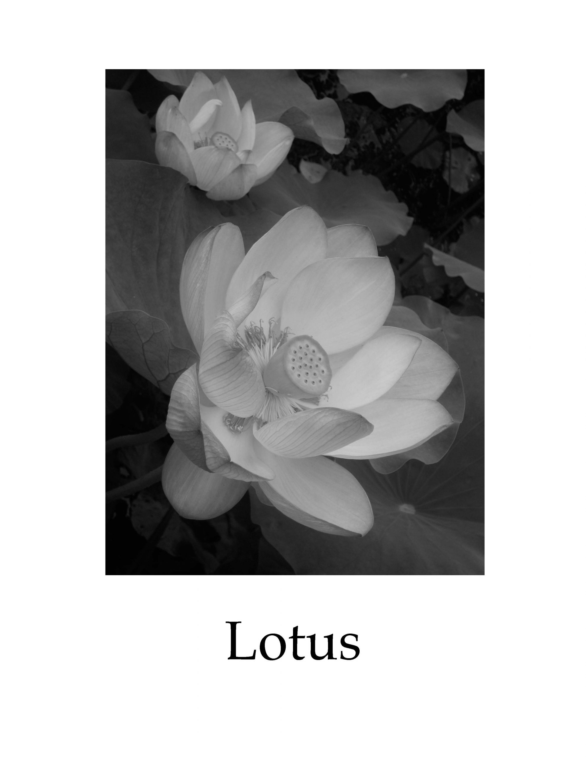Lotus - Quebec Writers' Federation